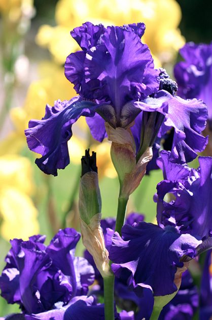 Sunny Side Up Iris | DuaFlower