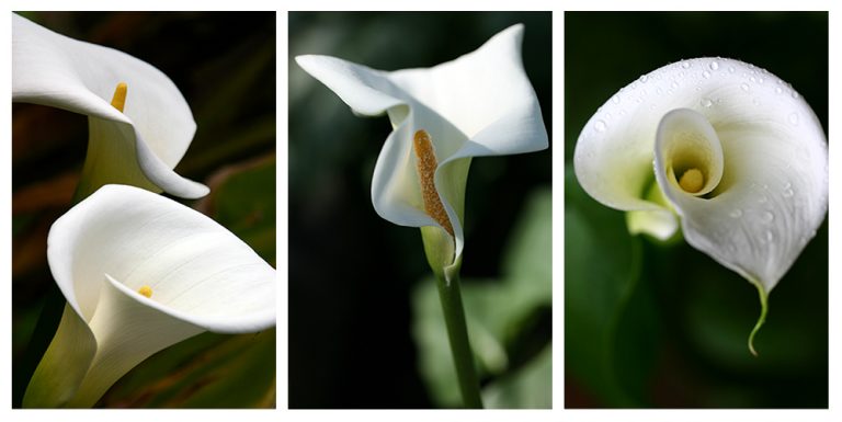 Callalily Triptych | DuaFlower