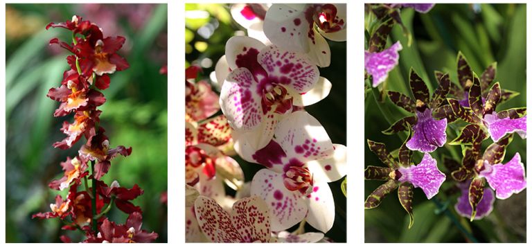 Orchid Triptych | DuaFlower